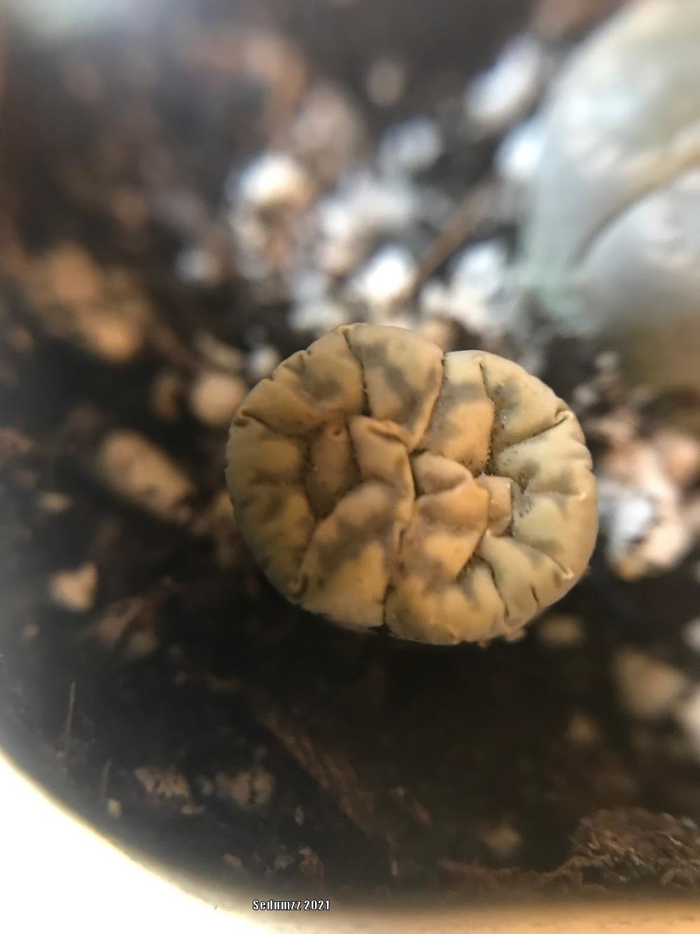 Living Stones (Lithops bella) in the Living Stones Database - Garden.org