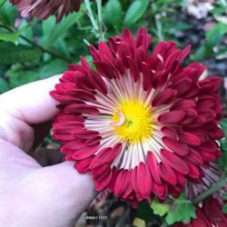 Spoon Mum (Chrysanthemum 'Redwing') - Garden.org