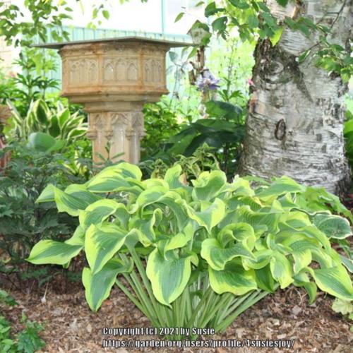 Hosta 'Atlantis' in the Hostas Database - Garden.org