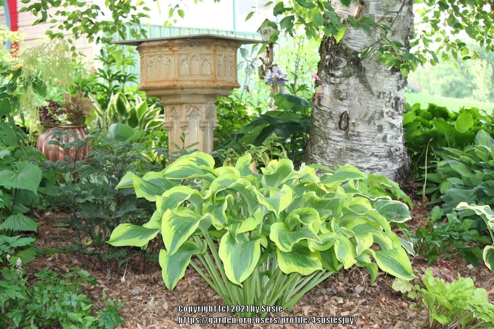Photo of the entire plant of Hosta 'Atlantis' posted by 4susiesjoy ...