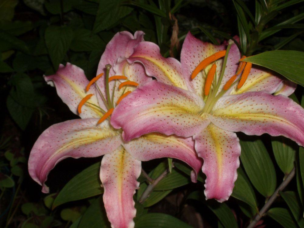 Lily (Lilium 'Coral Queen') in the Lilies Database - Garden.org