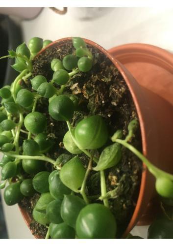 Soil of store-bought plant - fungus or moss? in the Houseplants forum ...
