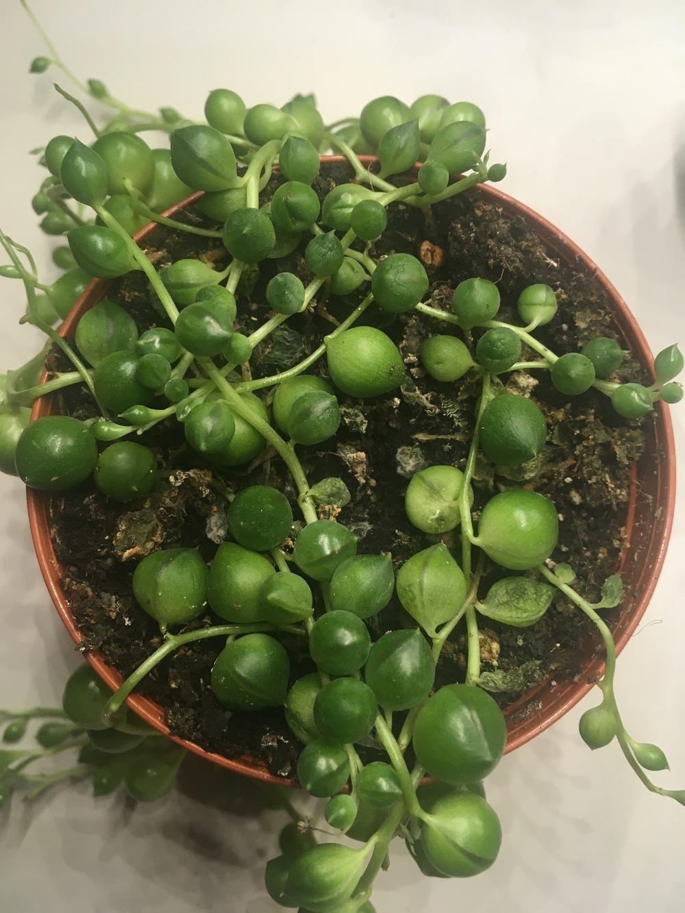 Soil of store-bought plant - fungus or moss? in the Houseplants forum ...