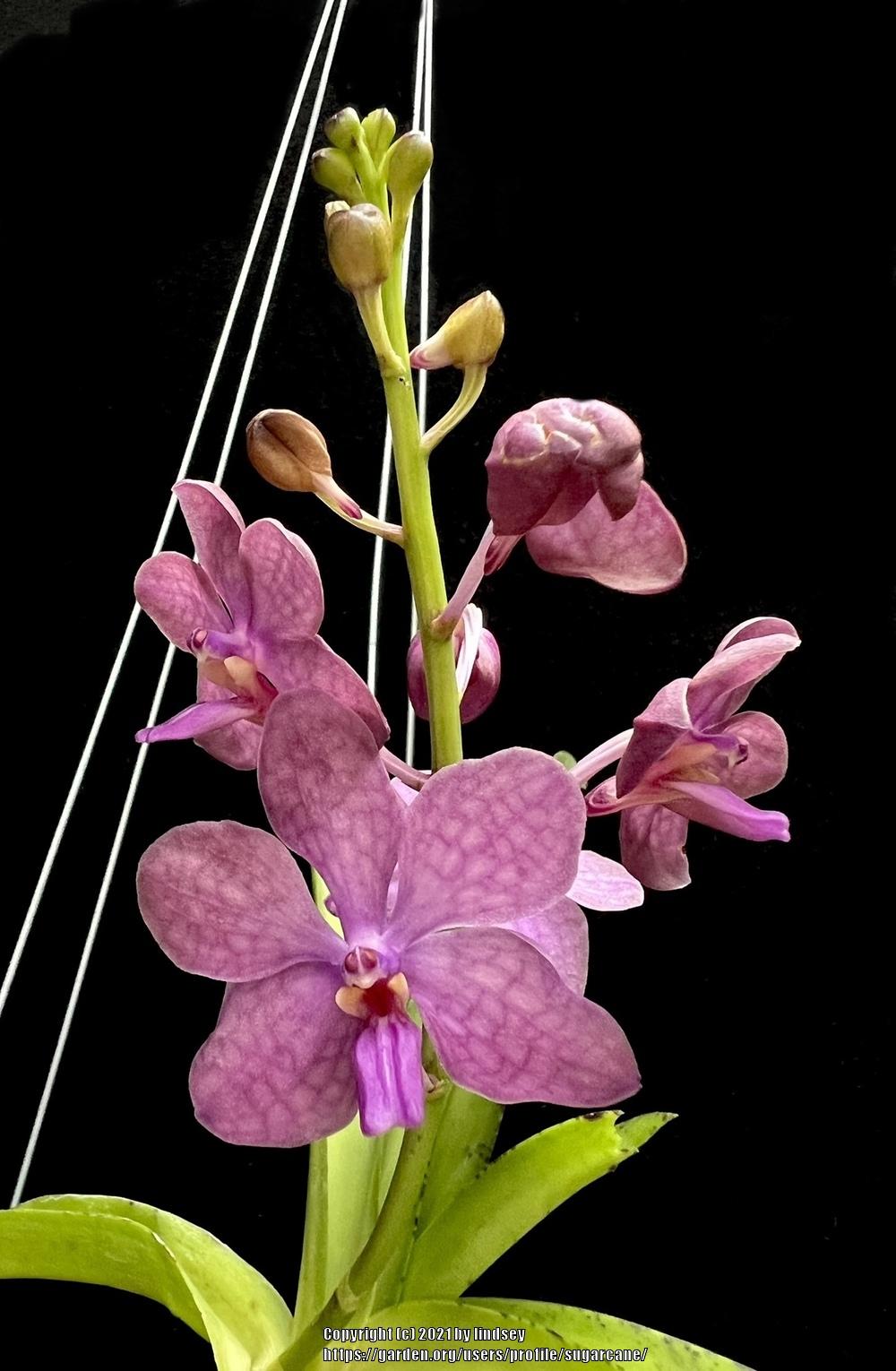 Orchid (Vanda Motes Blue Yonder) - Garden.org