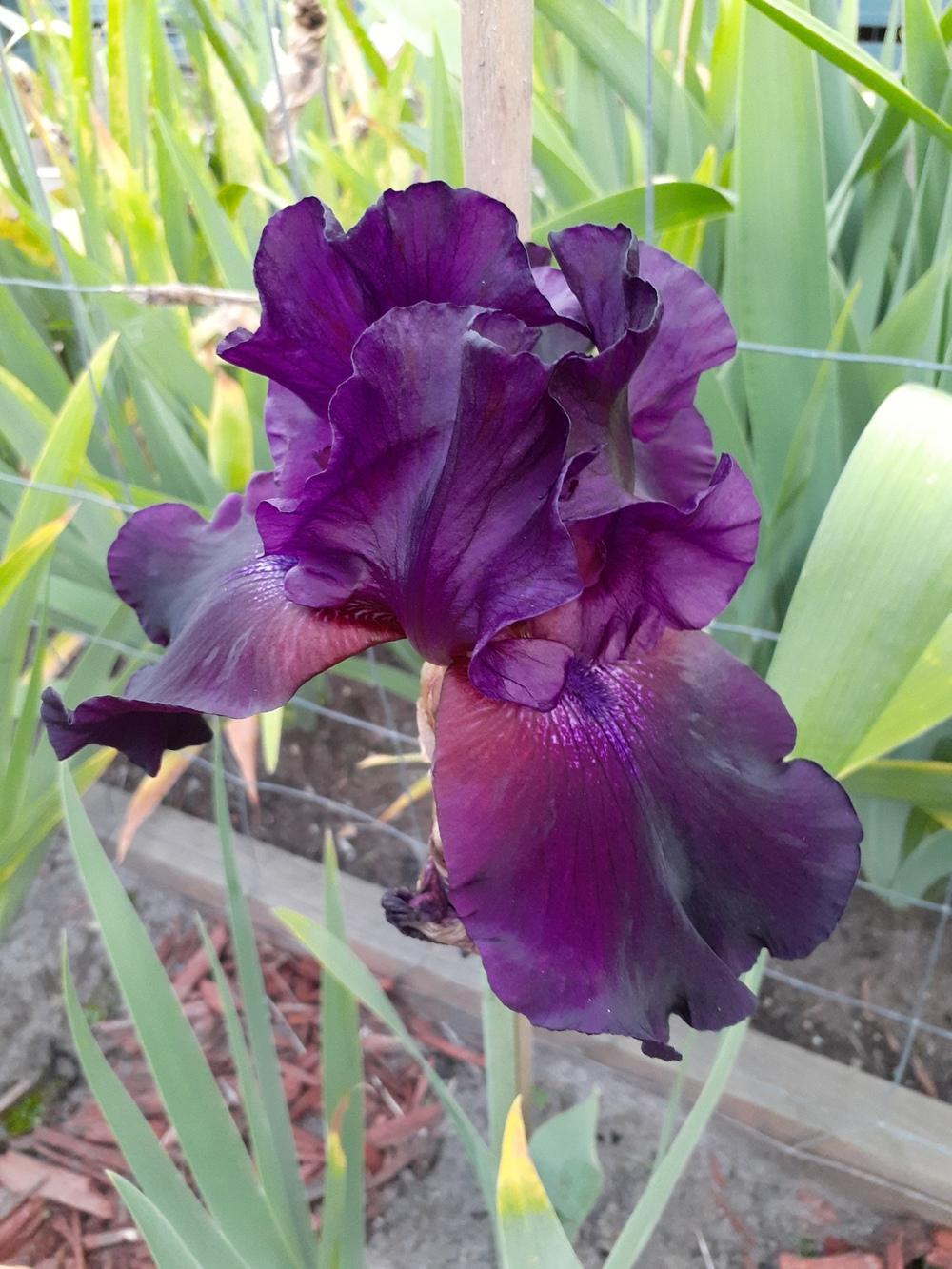 Photo of the bloom of Tall Bearded Iris (Iris 'Superstition') posted by PaulaHocking - Garden.org