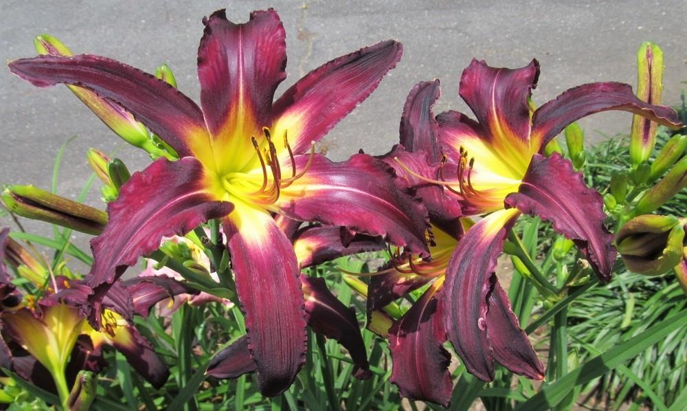 Photo of the bloom of Daylily (Hemerocallis 'Celestial Tower of Power ...