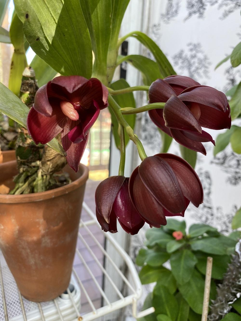 Photo of the bloom of Orchid (Cycnodes Wine Delight 'Jem') posted by ...