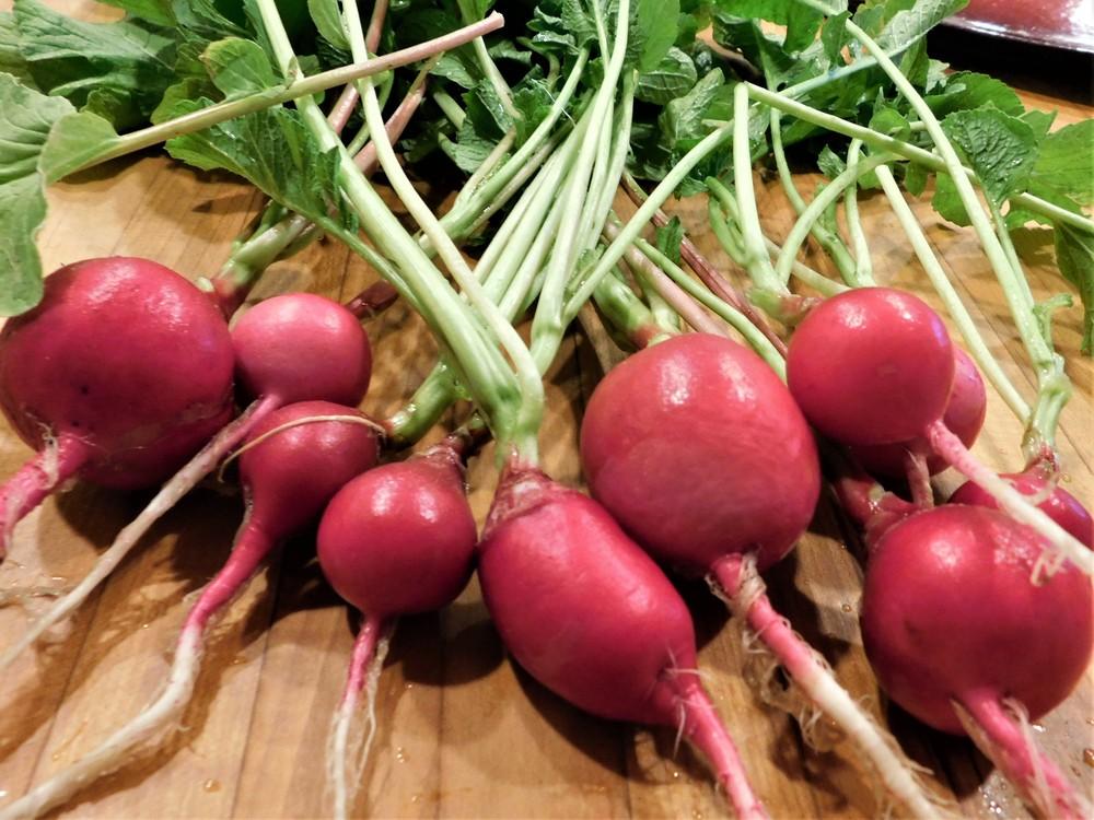 Photo of the fruit of Radish (Raphanus sativus 'German Giant') posted ...