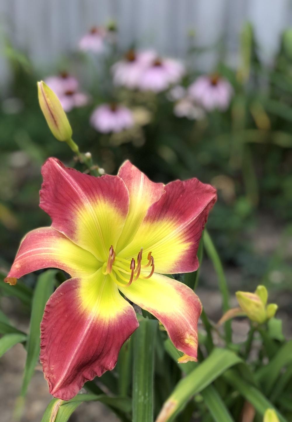 Photo of the bloom of Daylily (Hemerocallis 'Cherry Pie Delight ...