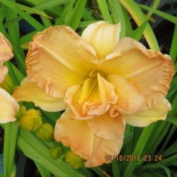 Daylily (Hemerocallis 'Angelic Grin') in the Daylilies Database ...