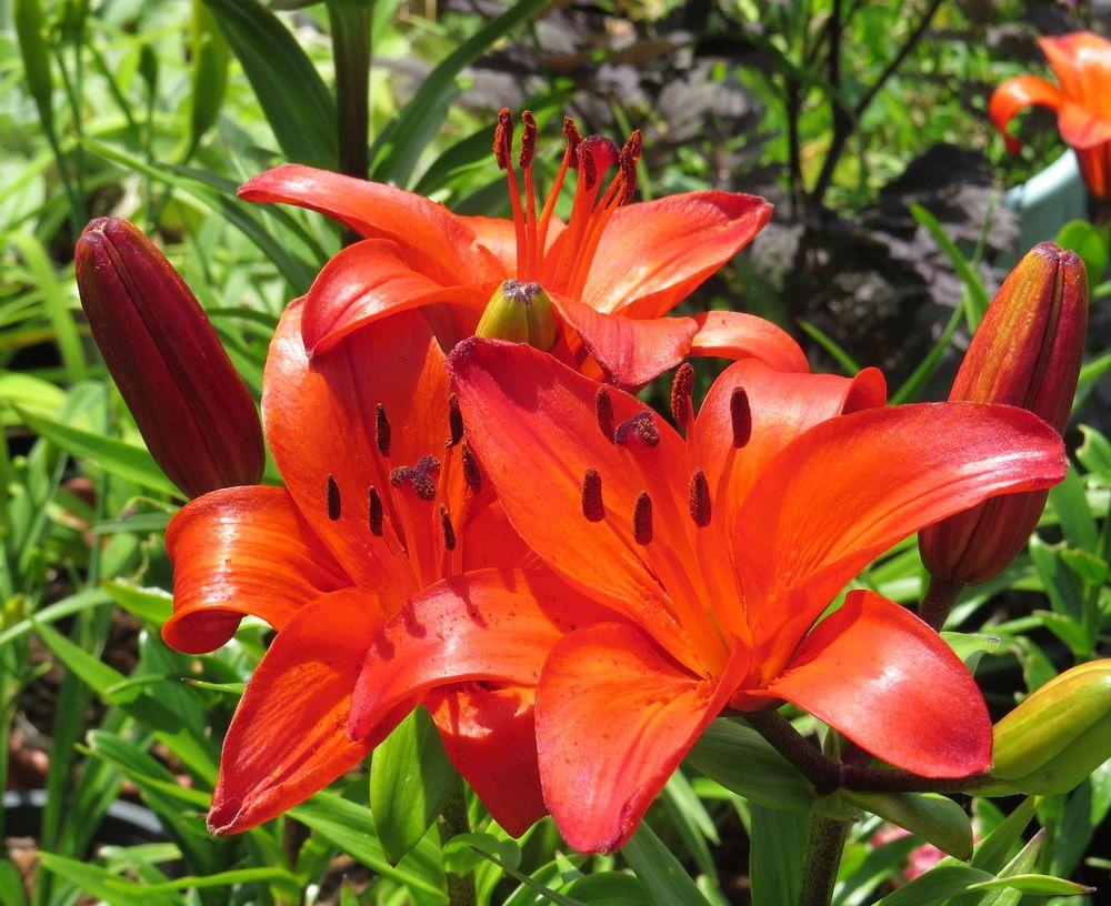 Photo of the bloom of Lily (Lilium 'Gran Paradiso') posted by Joy ...