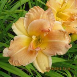 Daylily (Hemerocallis 'Angelic Grin') in the Daylilies Database ...