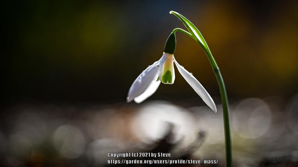 Fall Snowdrops? in the Bulbs forum - Garden.org