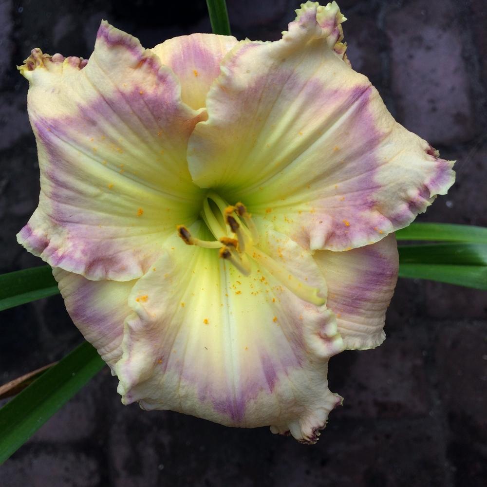 Photo of the bloom of Daylily (Hemerocallis 'Pastel Pattern') posted by ...