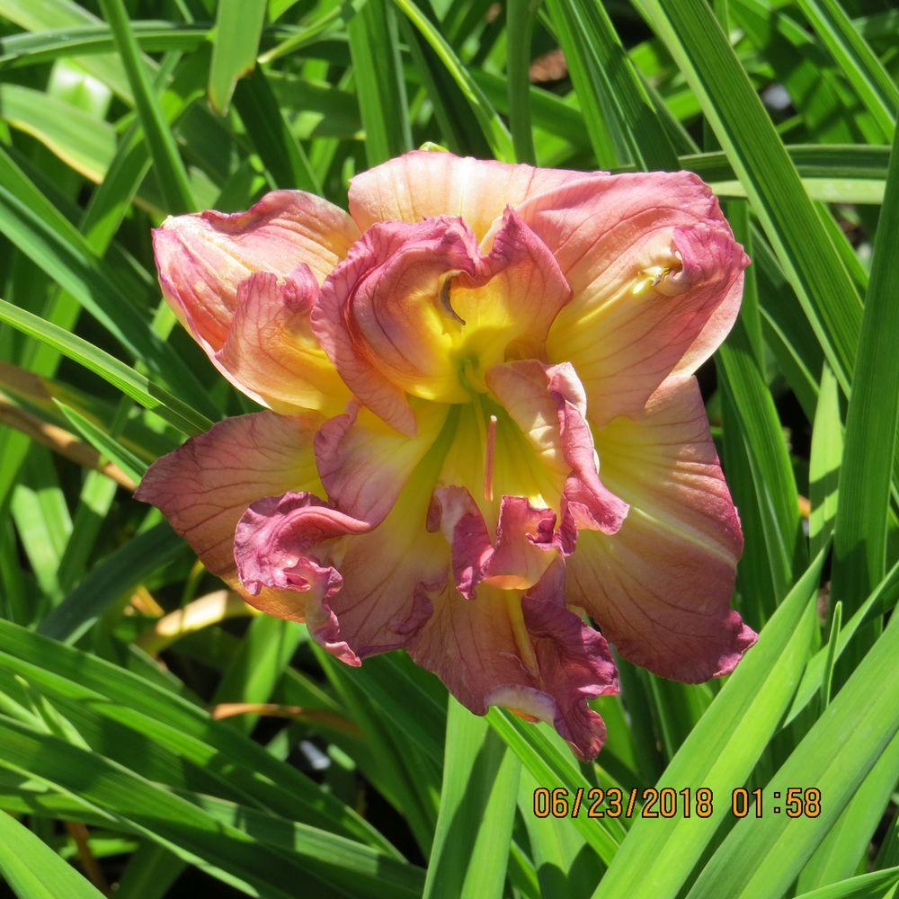 Photo of the bloom of Daylily (Hemerocallis 'Angelic Grin') posted by ...