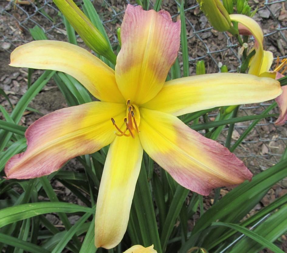 Photo of the bloom of Daylily (Hemerocallis 'Flashy Dresser') posted by ...