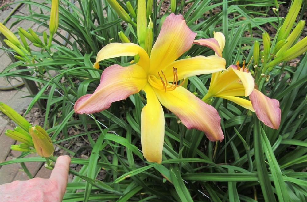 Photo of the entire plant of Daylily (Hemerocallis 'Flashy Dresser ...