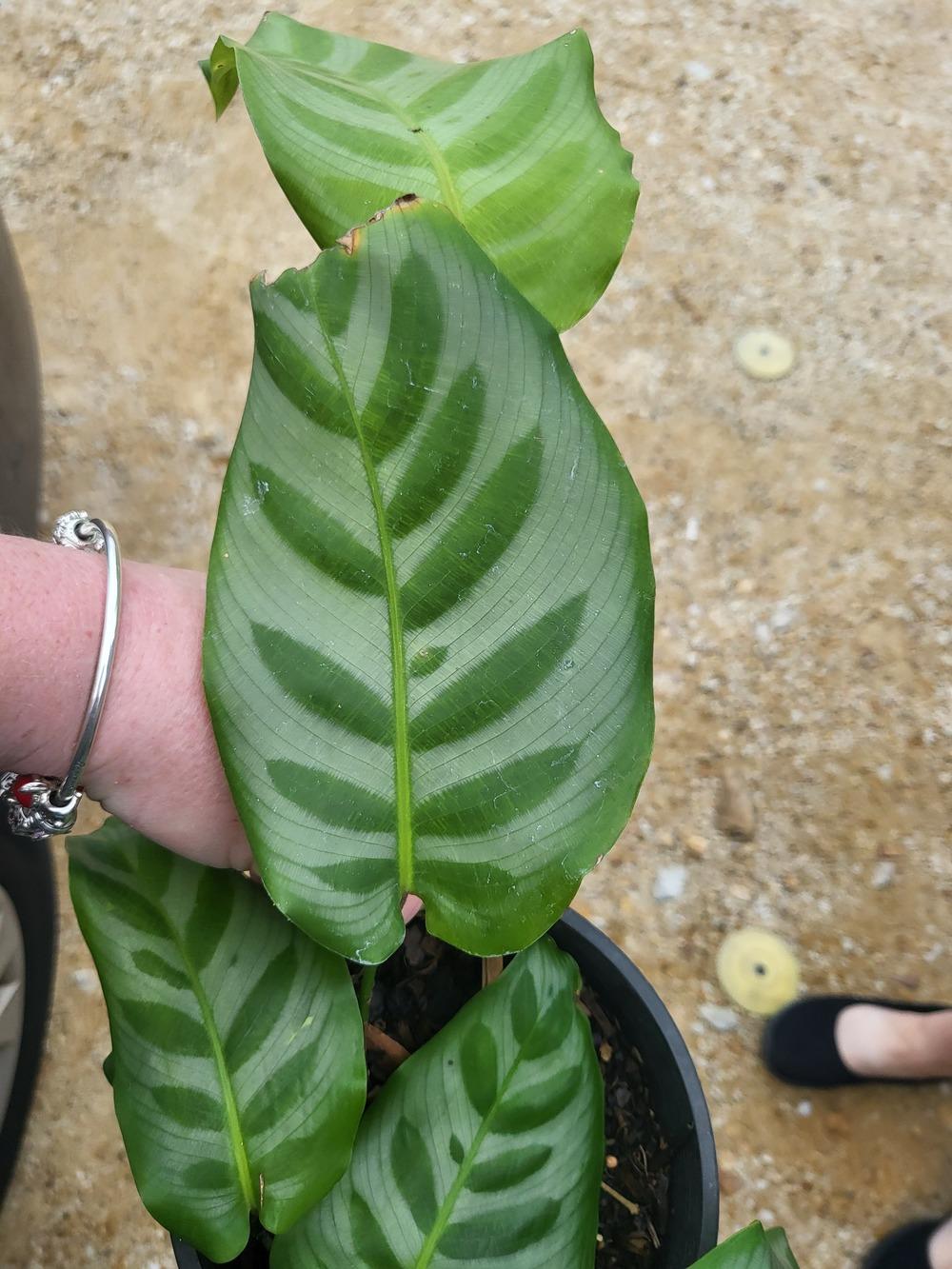 Help to identify this Calathea/Goeppertia in the Plant ID forum ...