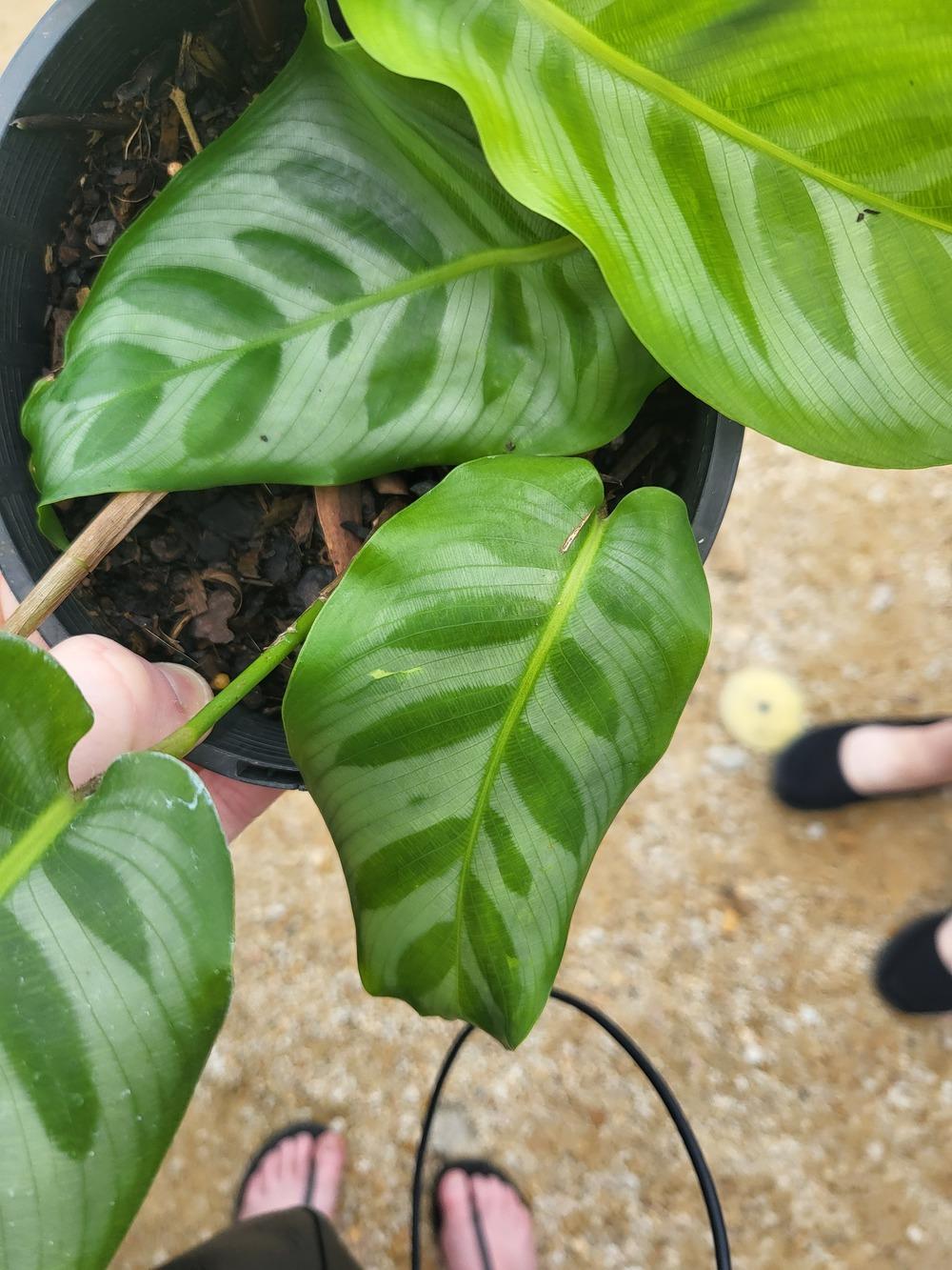 Help to identify this Calathea/Goeppertia in the Plant ID forum ...