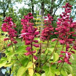 Salvia (Salvia splendens Grandstand™ Red Lipstick Pink) in the Salvias ...