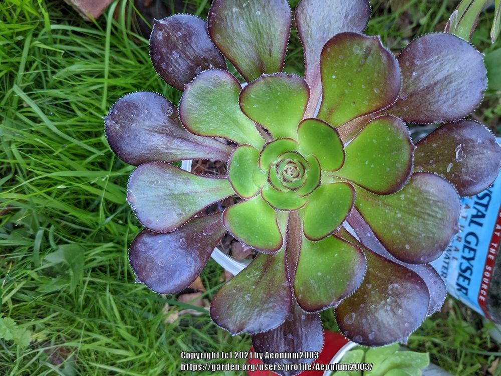 Photo of the entire plant of Aeonium 'Voodoo' posted by Aeonium2003 ...