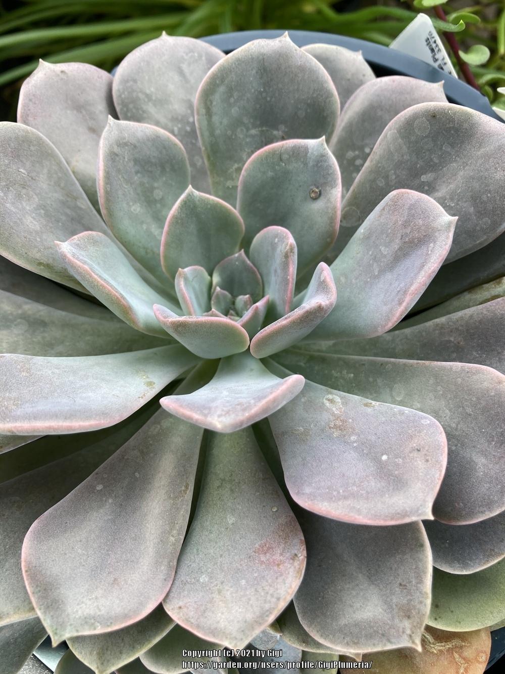 Graptoveria (XGraptoveria 'Francesca') - Garden.org