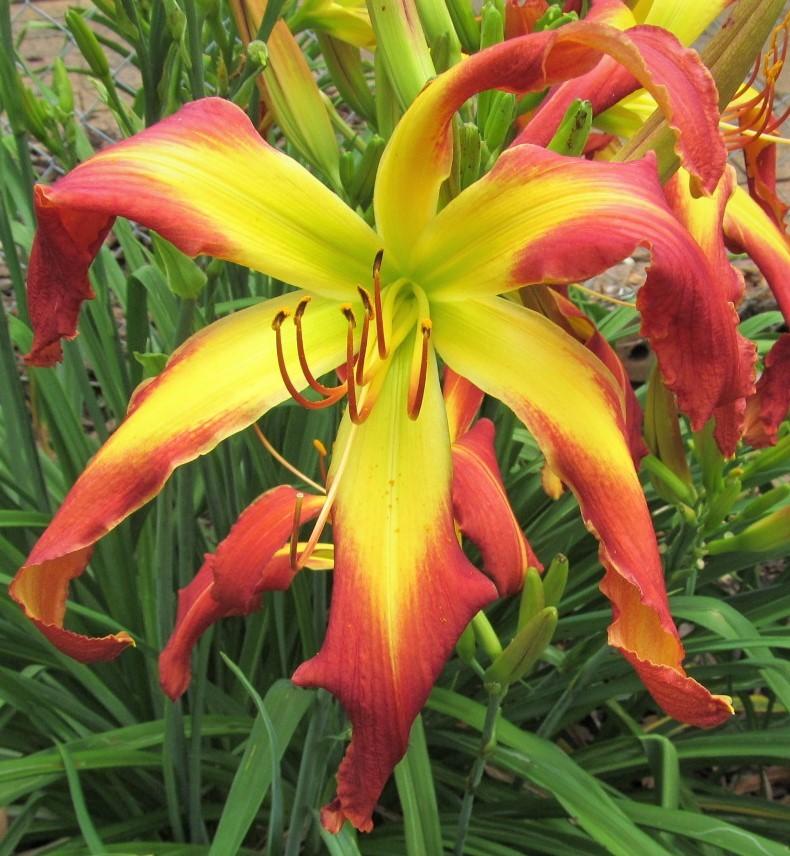 Photo of the bloom of Daylily (Hemerocallis 'Reddy Freddy') posted by ...