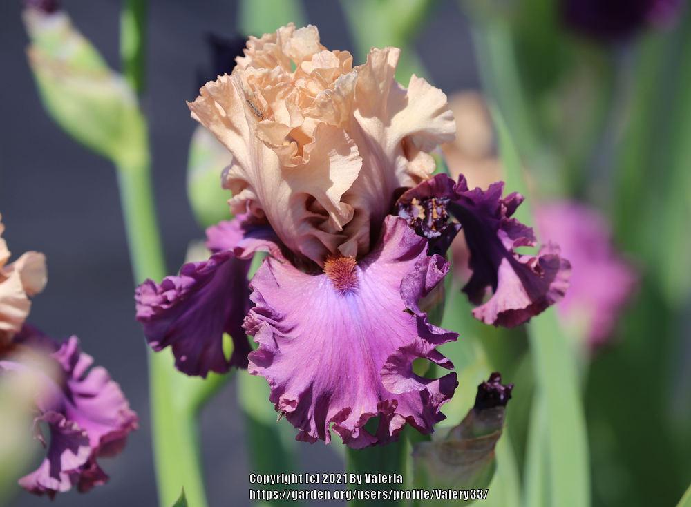 Photo of the bloom of Tall Bearded Iris (Iris 'High Chancellor') posted ...