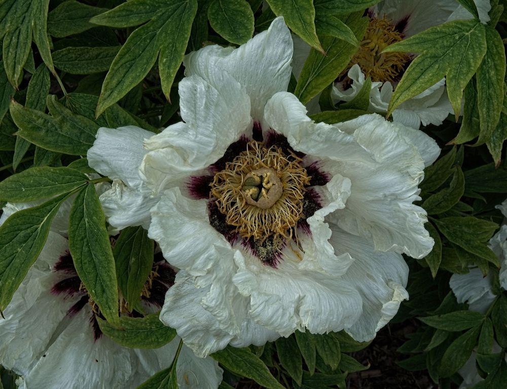 2021 Woody/Tree Peony Blooms in the Peonies forum - Garden.org