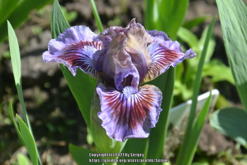 Photo of the bloom of Standard Dwarf Bearded Iris (Iris 'Posing ...