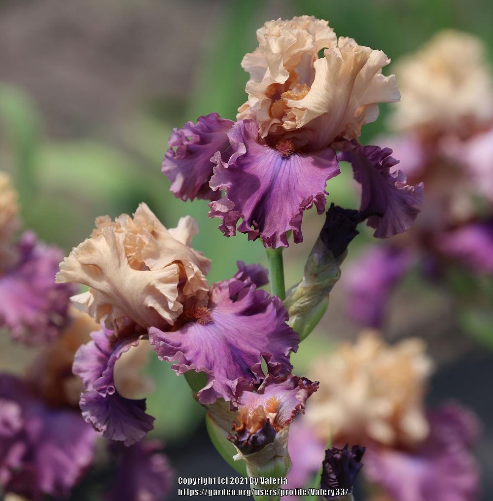 Photo of the bloom of Tall Bearded Iris (Iris 'High Chancellor') posted ...
