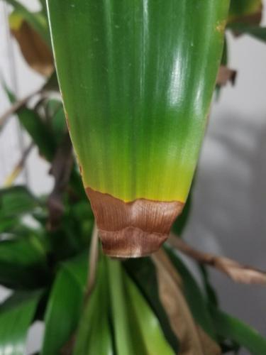 Dracaena Lisa Cane help in the Ask a Question forum - Garden.org