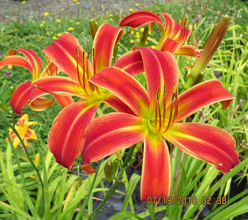 Photo of the bloom of Daylily (Hemerocallis 'Red Ribbons') posted by Joy - Garden.org