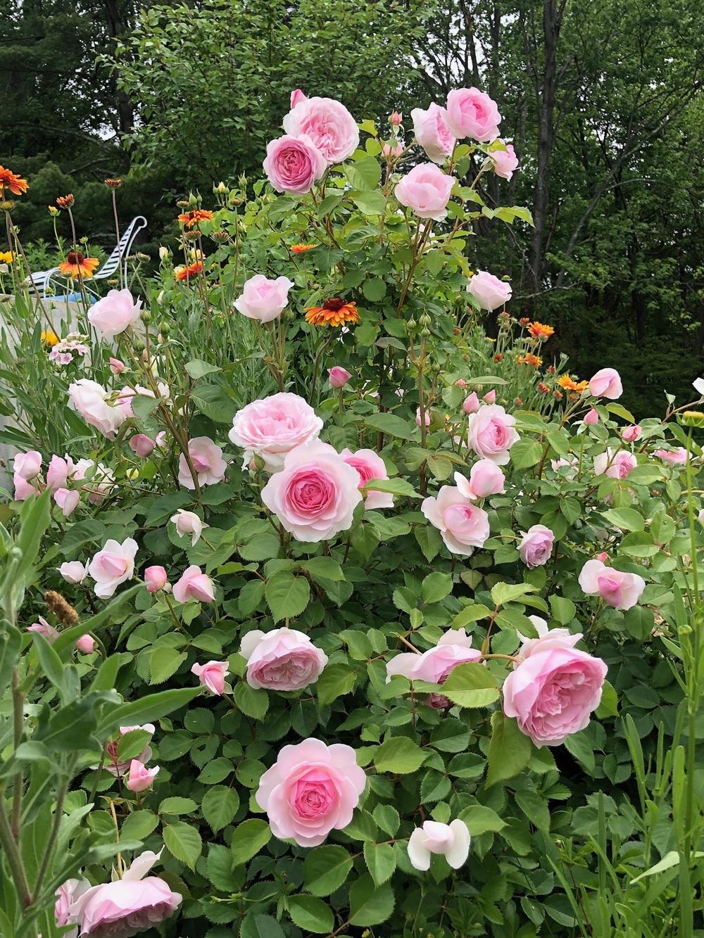 Photo of the entire plant of Rose (Rosa 'Olivia Rose Austin') posted by ...