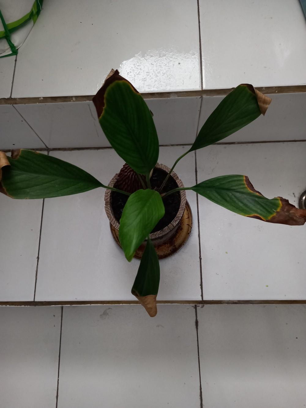 Peace lily withering and browning leaf in the Ask a Question forum ...