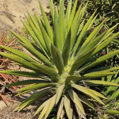 False Sisal (Agave decipiens) in the Agaves Database - Garden.org