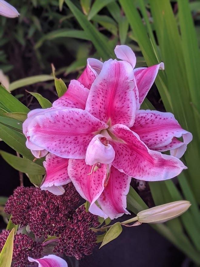Photo of the bloom of Lily (Lilium Roselily Thalita) posted by Joy ...