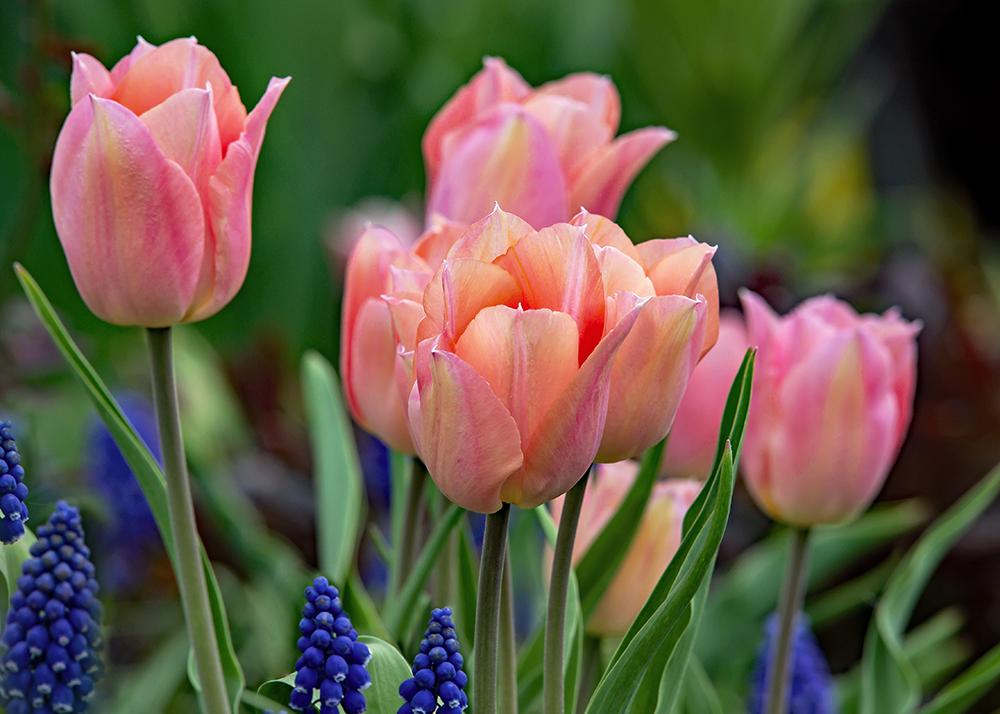 Photo of the bloom of Single Early Tulip (Tulipa 'Apricot Beauty') posted by dirtdorphins ...