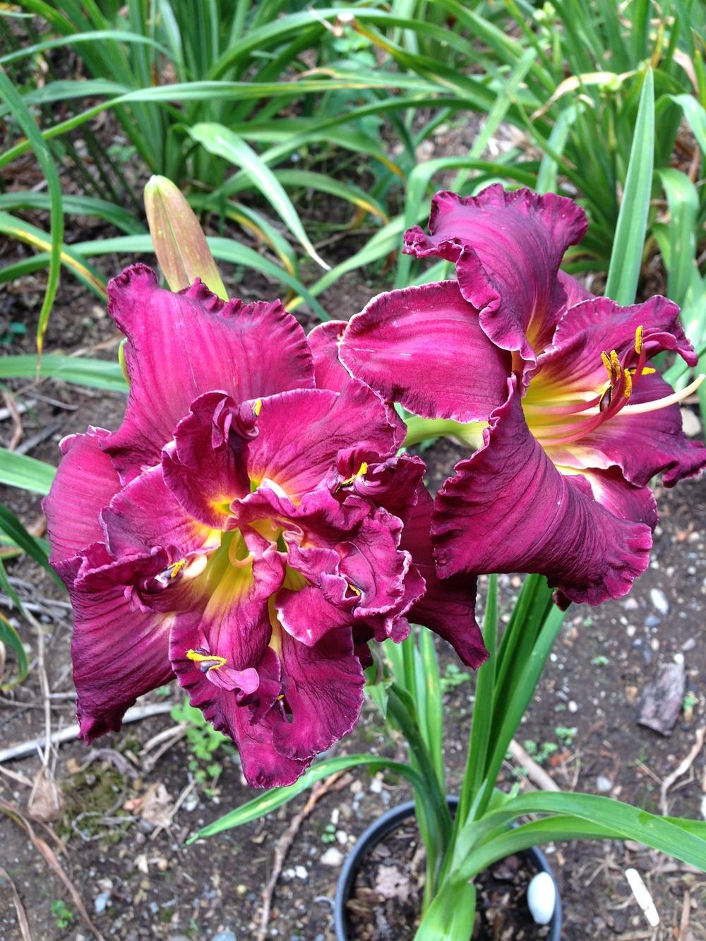 Daylily (Hemerocallis 'Joan Jackson') in the Daylilies Database - Garden.org