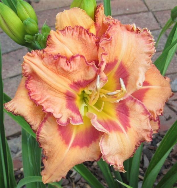 Photo of the bloom of Daylily (Hemerocallis 'Double Orange Creamsicle') posted by Sscape ...