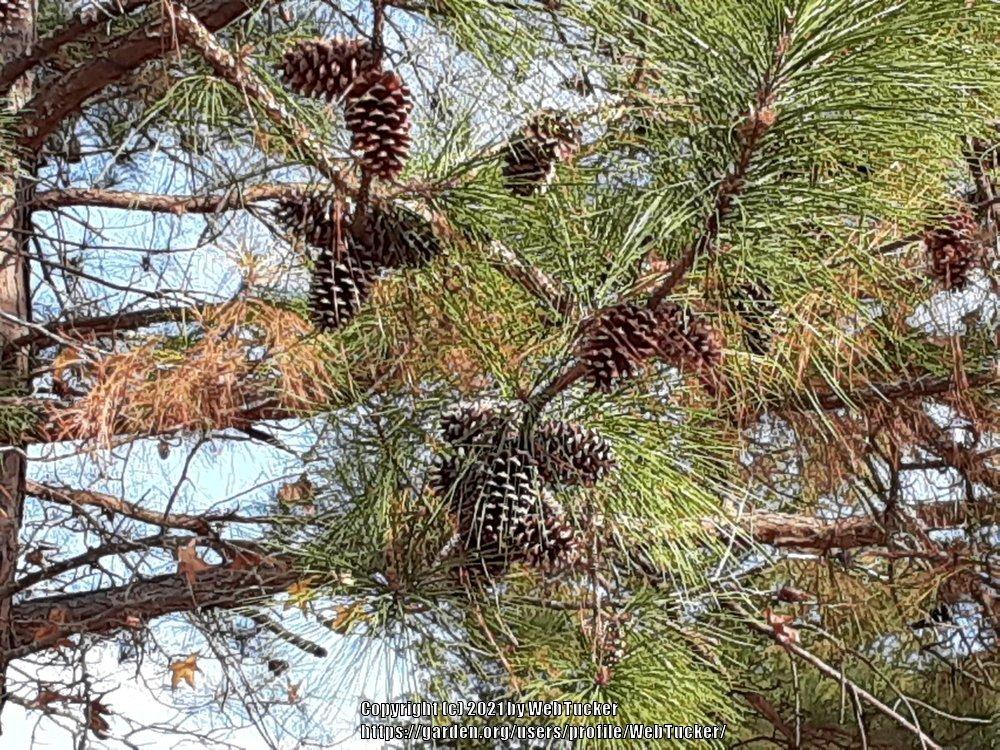 Photo of the cone of Loblolly Pine (Pinus taeda) posted by WebTucker ...