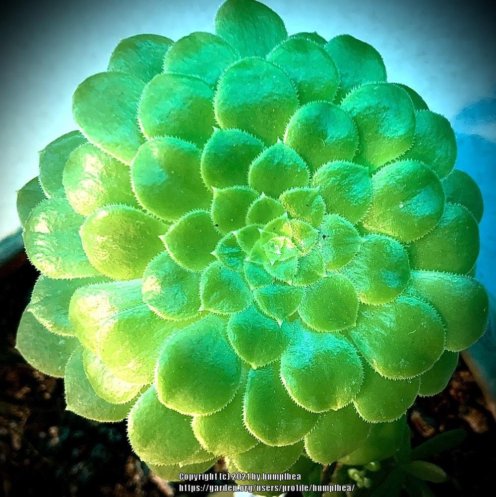 Photo of the leaves of Aeonium 'Jolly Clusters' posted by bumplbea ...