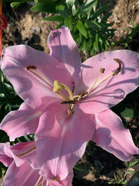 Lily (Lilium 'Campione') in the Lilies Database - Garden.org