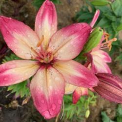 Photo of the bloom of Lily (Lilium 'Heart Strings') posted by Joy ...