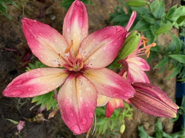 Photo of the bloom of Lily (Lilium 'Heart Strings') posted by jkporter ...
