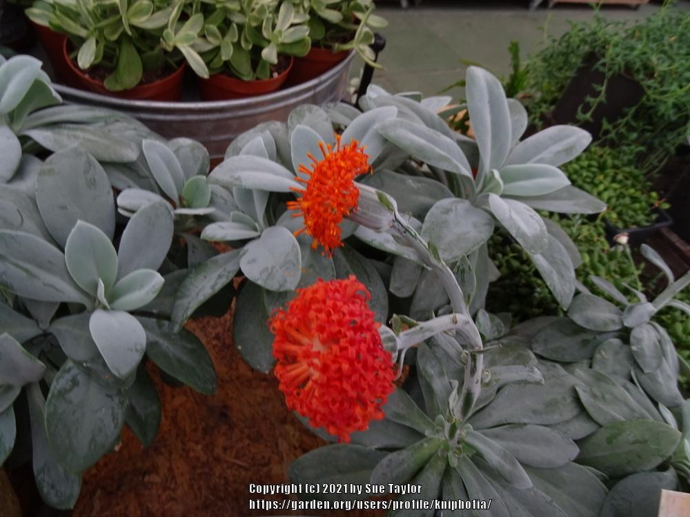 Photo of the entire plant of Kleinia cephalophora posted by kniphofia ...