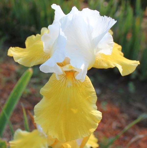 Photo of the bloom of Tall Bearded Iris (Iris 'Alpine Journey') posted ...