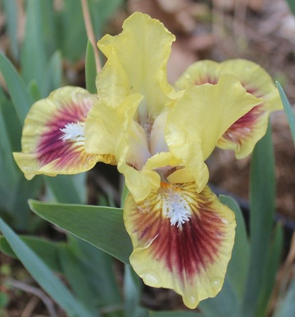Standard Dwarf Bearded Iris (Iris 'Aztec Star') in the Irises Database ...