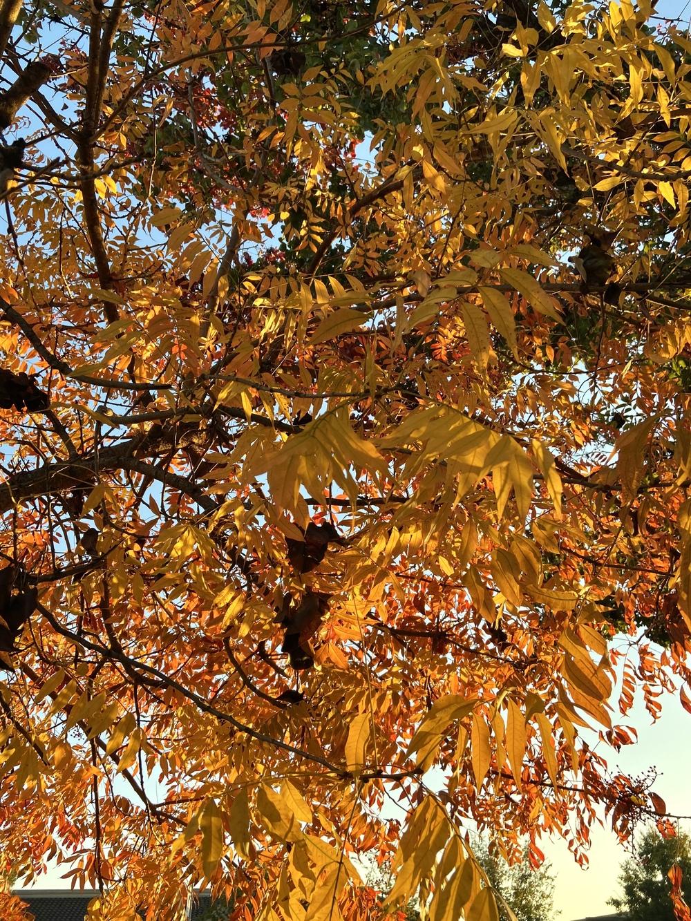 Photo of the fall color of Chinese Pistache (Pistacia chinensis) posted ...