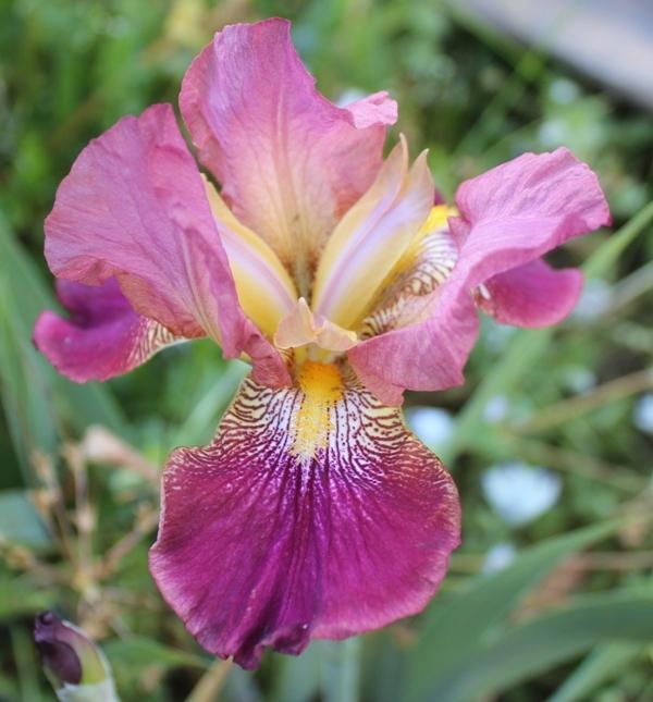 Photo of the bloom of Intermediate Bearded Iris (Iris 'Apache') posted ...
